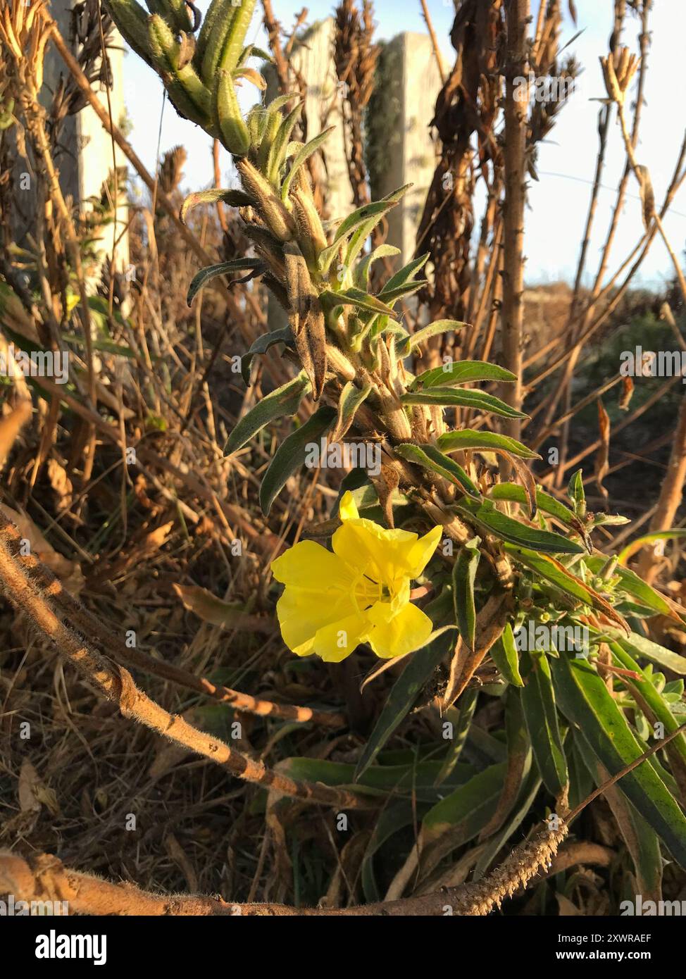tall evening primrose (Oenothera elata) Plantae Stock Photo - Alamy
