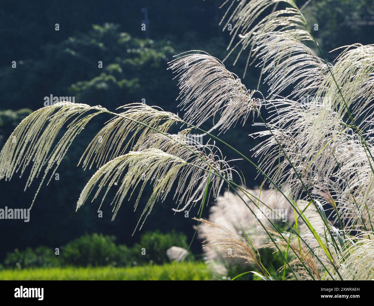 Chinese silver grass (Miscanthus sinensis) Plantae Stock Photo - Alamy