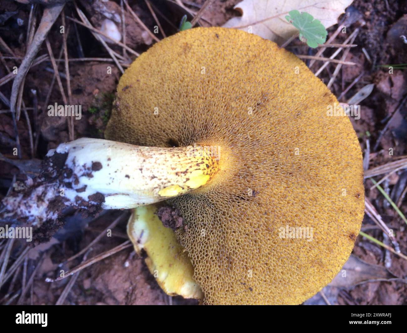 Slippery Jacks (Suillus) Fungi Stock Photo - Alamy
