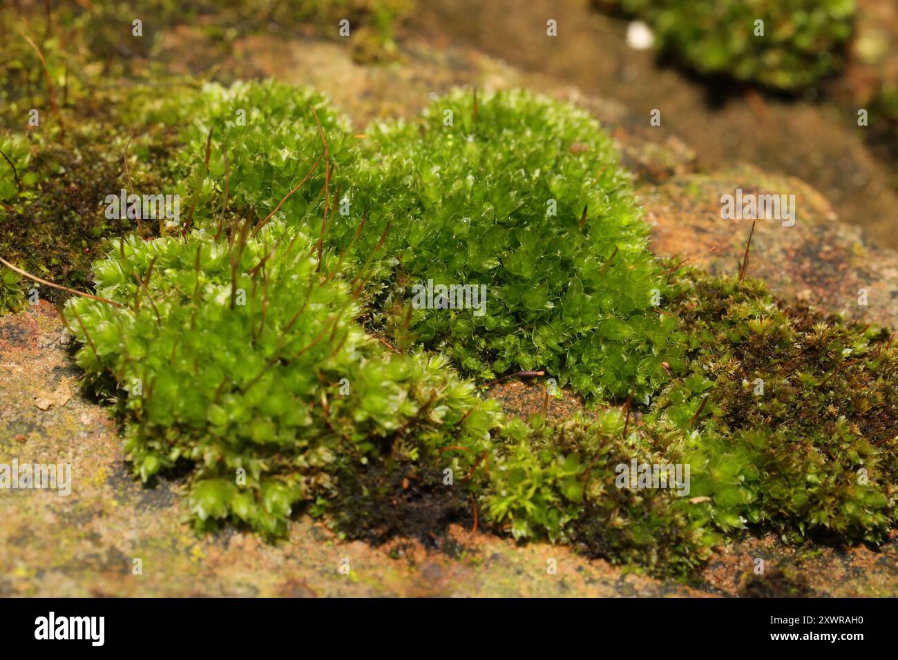 Capillary Thread-moss (Ptychostomum capillare) Plantae Stock Photo - Alamy
