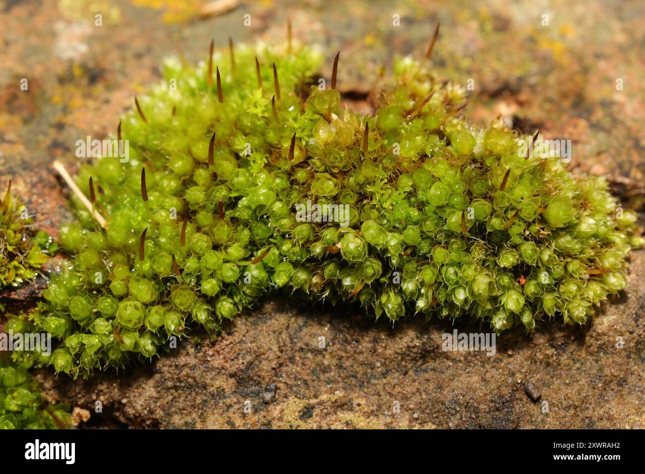 Capillary Thread-moss (Ptychostomum capillare) Plantae Stock Photo - Alamy