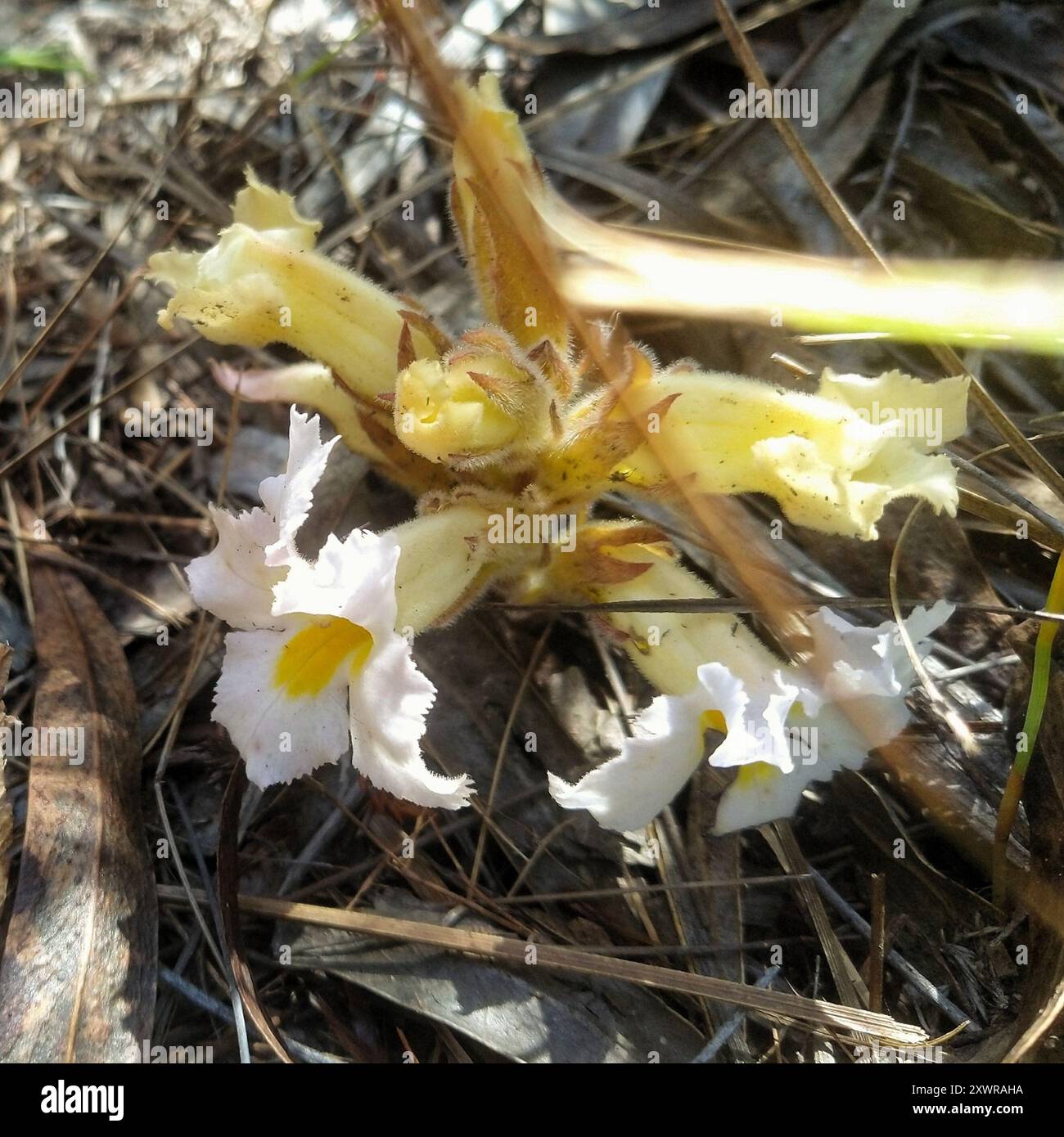 Purple Inkflower (Harveya purpurea) Plantae Stock Photo - Alamy