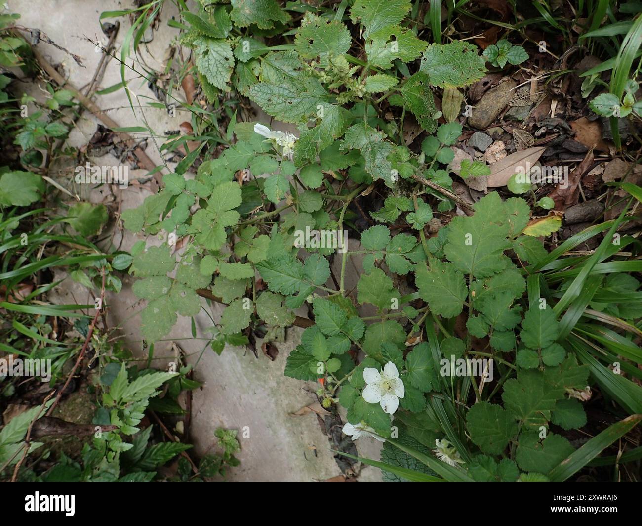 roseleaf bramble (Rubus rosifolius) Plantae Stock Photo - Alamy