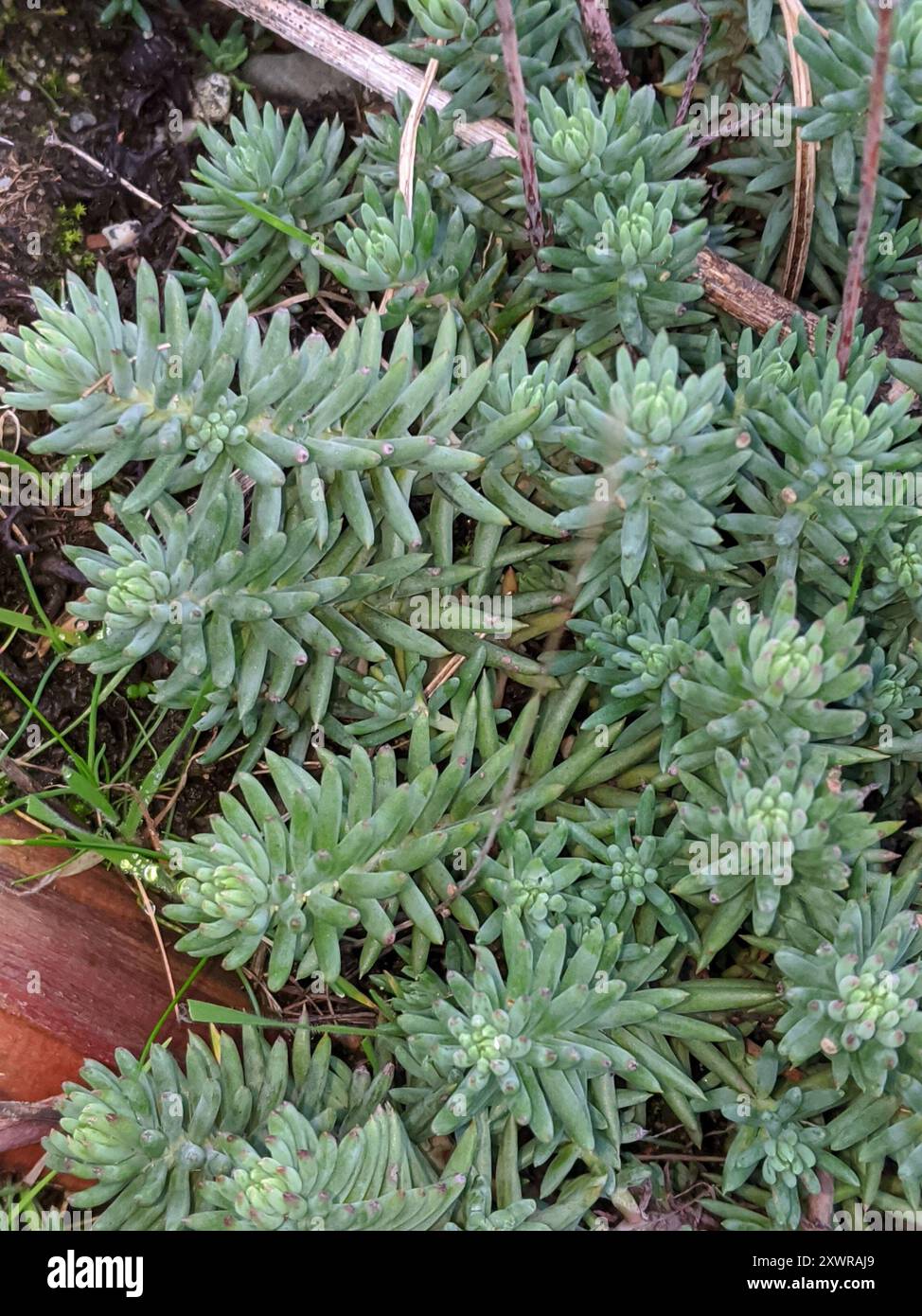 Reflexed Stonecrop (Petrosedum rupestre) Plantae Stock Photo - Alamy
