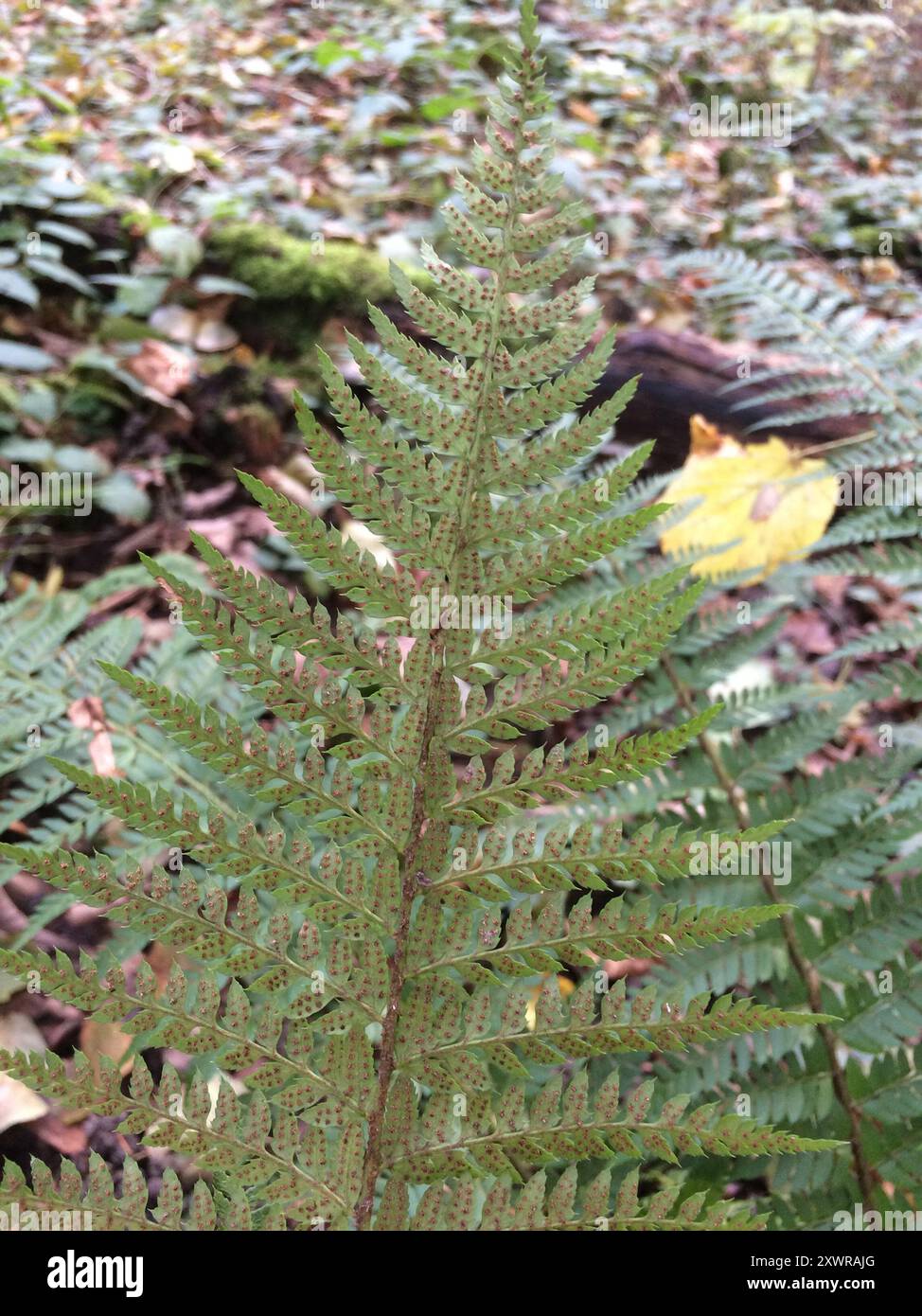 hard shield fern (Polystichum aculeatum) Plantae Stock Photo - Alamy