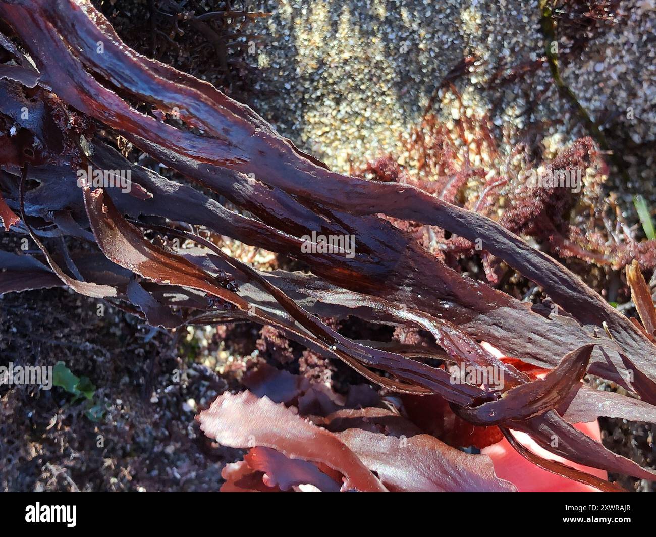 Grape Tongue (Cryptopleura ruprechtiana) Plantae Stock Photo - Alamy