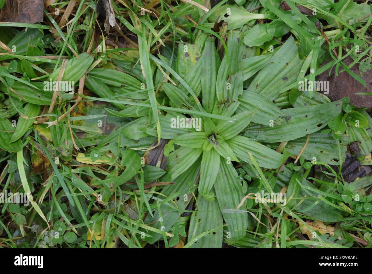 ribwort plantain (Plantago lanceolata) Plantae Stock Photo - Alamy