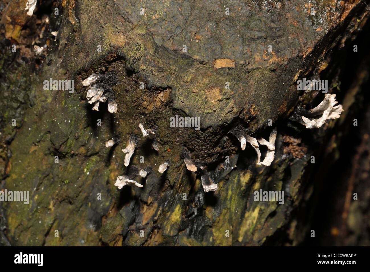 Candlesnuff Fungus (Xylaria hypoxylon) Fungi Stock Photo - Alamy