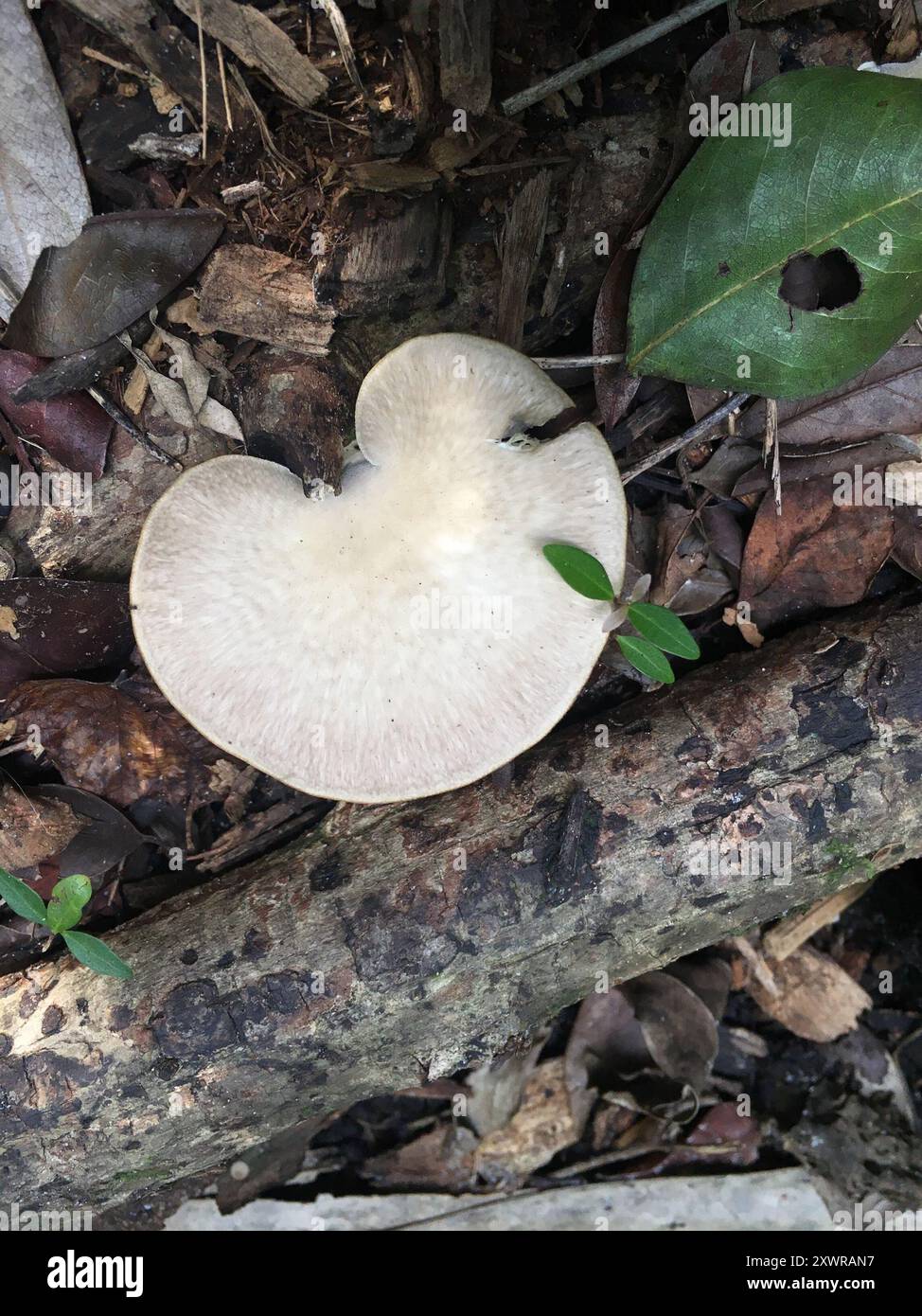 Honeycomb Fungi (Favolus) Fungi Stock Photo - Alamy