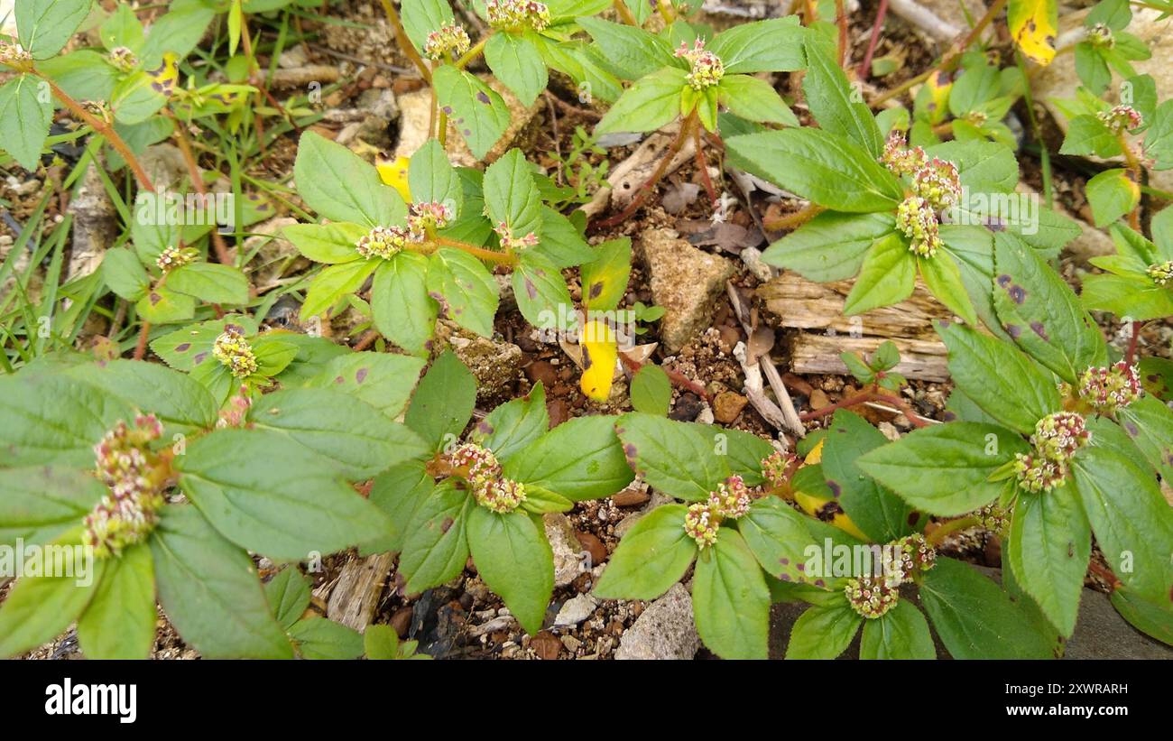 Asthma plant (Euphorbia hirta) Plantae Stock Photo - Alamy