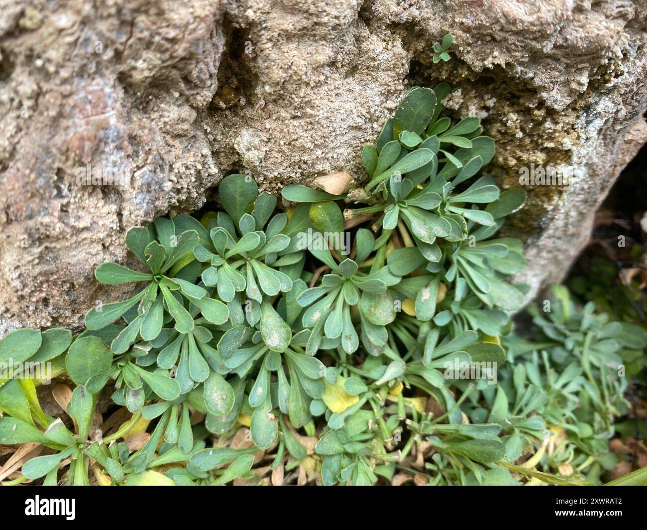 mat rock spiraea (Petrophytum caespitosum) Plantae Stock Photo - Alamy