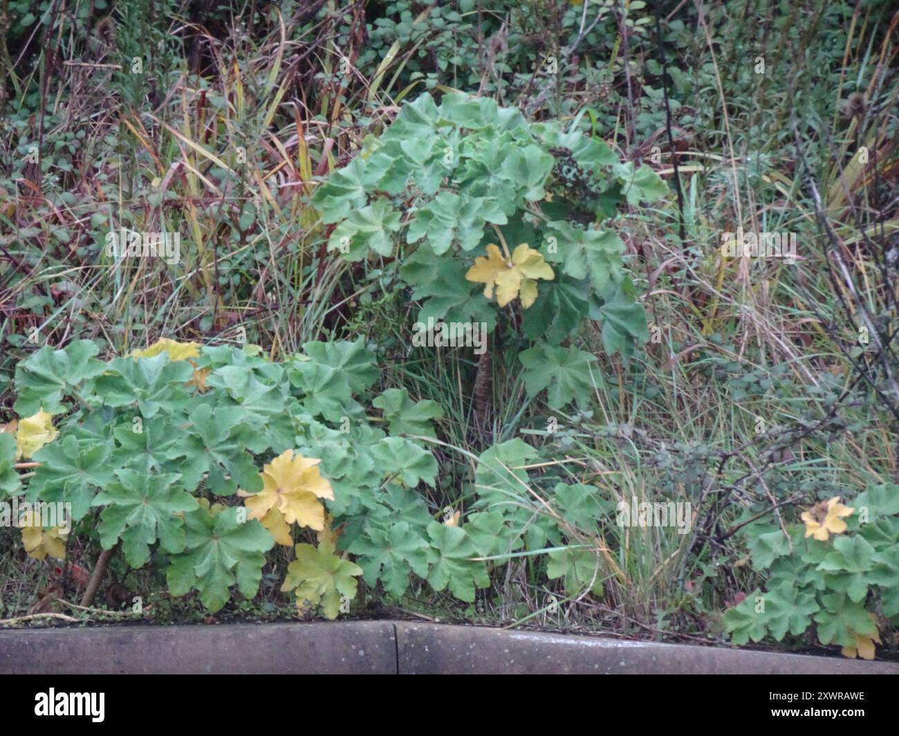 Tree Mallow (Malva arborea) Plantae Stock Photo - Alamy