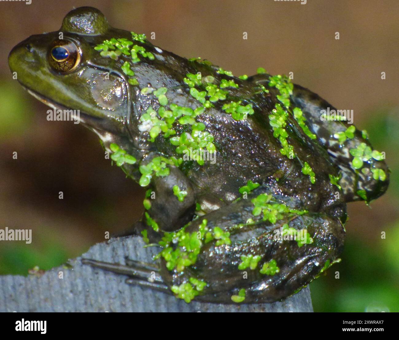 American Bullfrog (Lithobates catesbeianus) Amphibia Stock Photo - Alamy