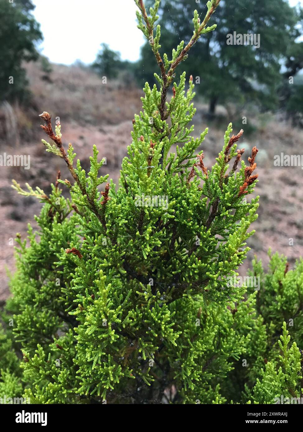 Ashe juniper (Juniperus ashei) Plantae Stock Photo - Alamy