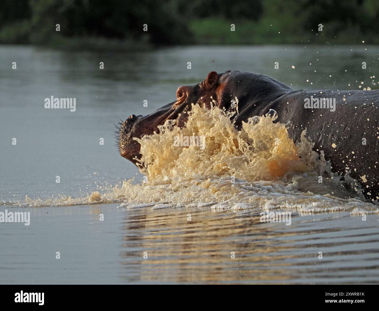 Hippo (Hippopotamus amphibius) with bristly snout splashing as it runs ...