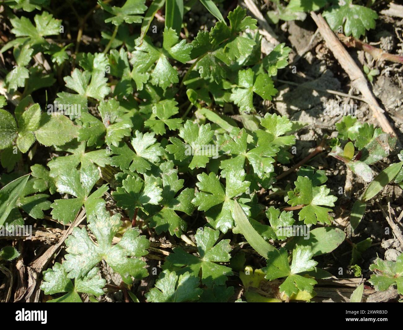 (Hydrocotyle batrachium) Plantae Stock Photo - Alamy