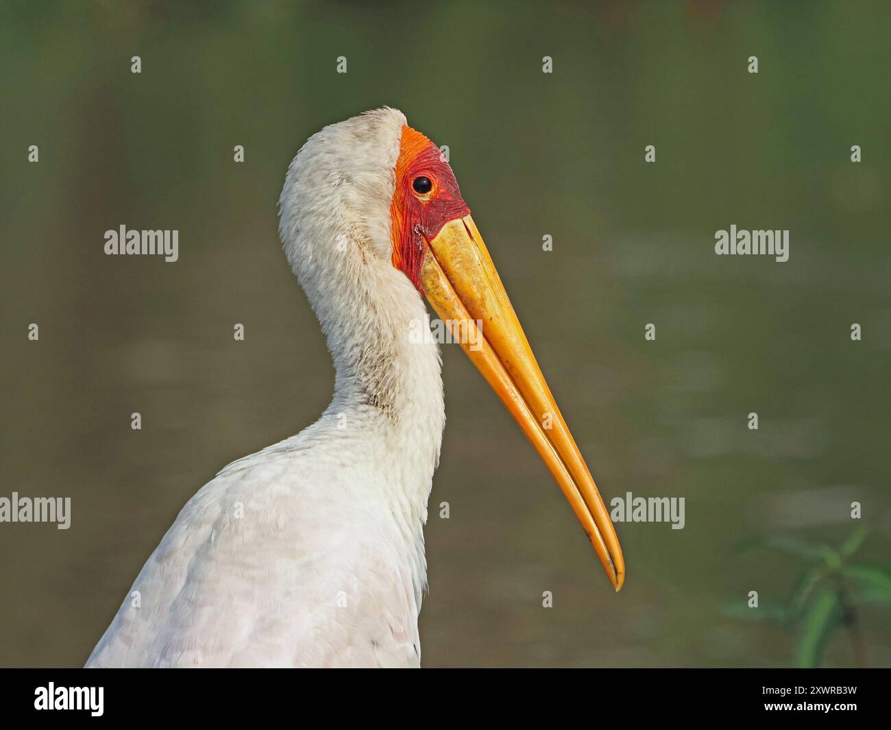 portrait of Yellow-billed Stork (Mycteria ibis) with yellow bill & red ...