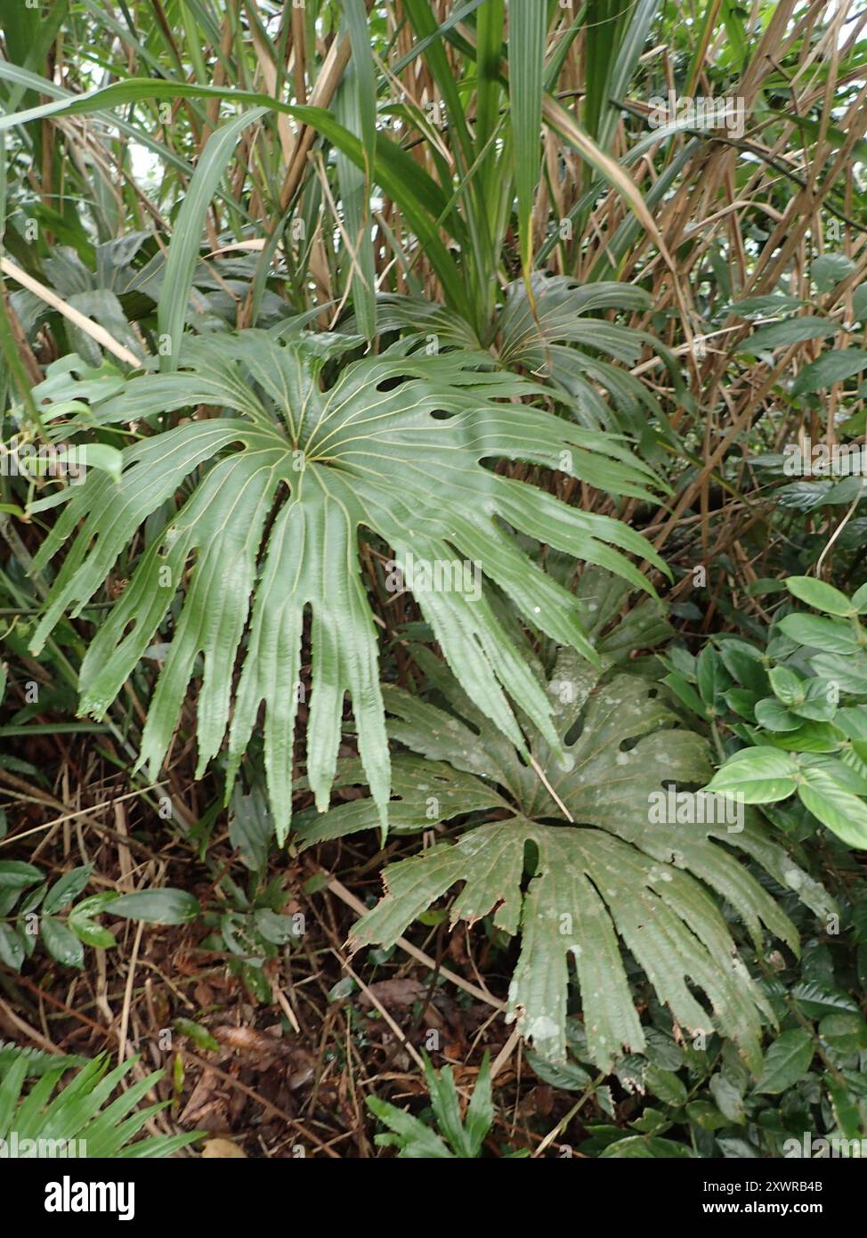 Dipteris fern hi-res stock photography and images - Alamy