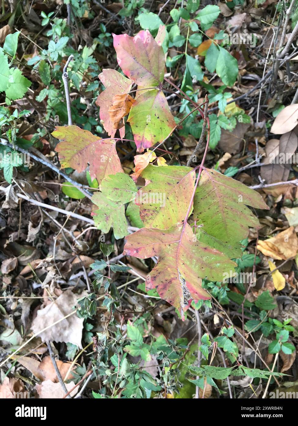 eastern poison ivy (Toxicodendron radicans) Plantae Stock Photo - Alamy