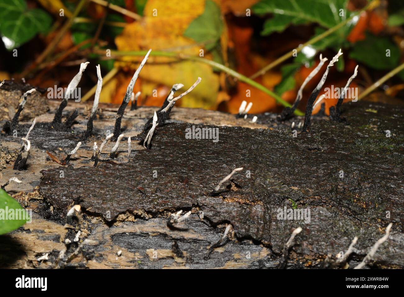 Candlesnuff Fungus (Xylaria hypoxylon) Fungi Stock Photo - Alamy