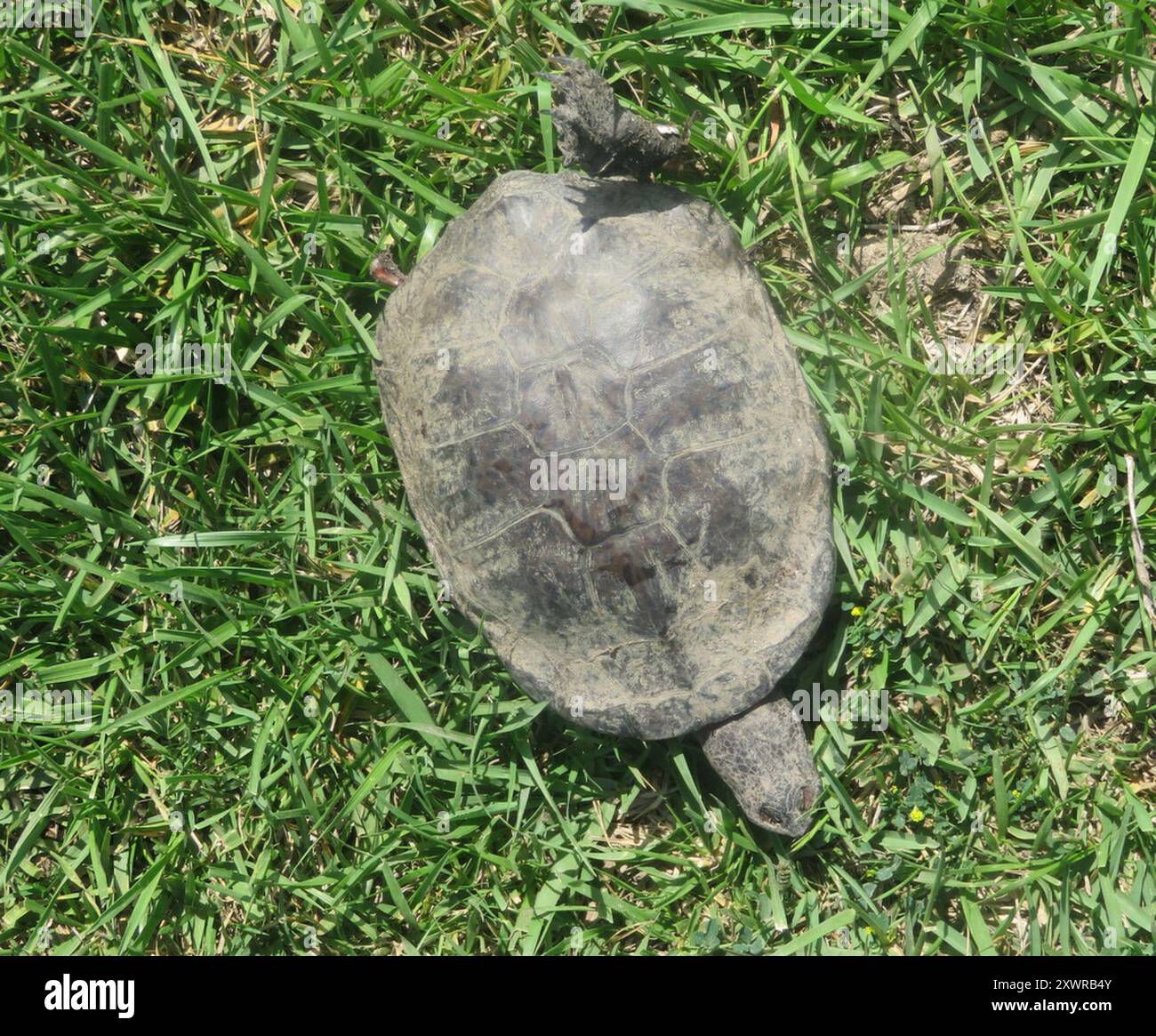 South-American Snake-headed Turtle (Hydromedusa tectifera) Reptilia ...