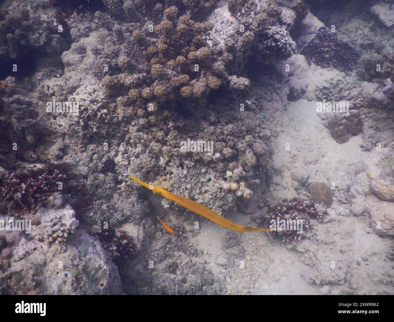 Pacific Trumpetfish (Aulostomus chinensis) Actinopterygii Stock Photo ...