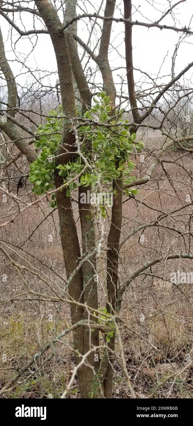 American Mistletoe (Phoradendron leucarpum) Plantae Stock Photo - Alamy