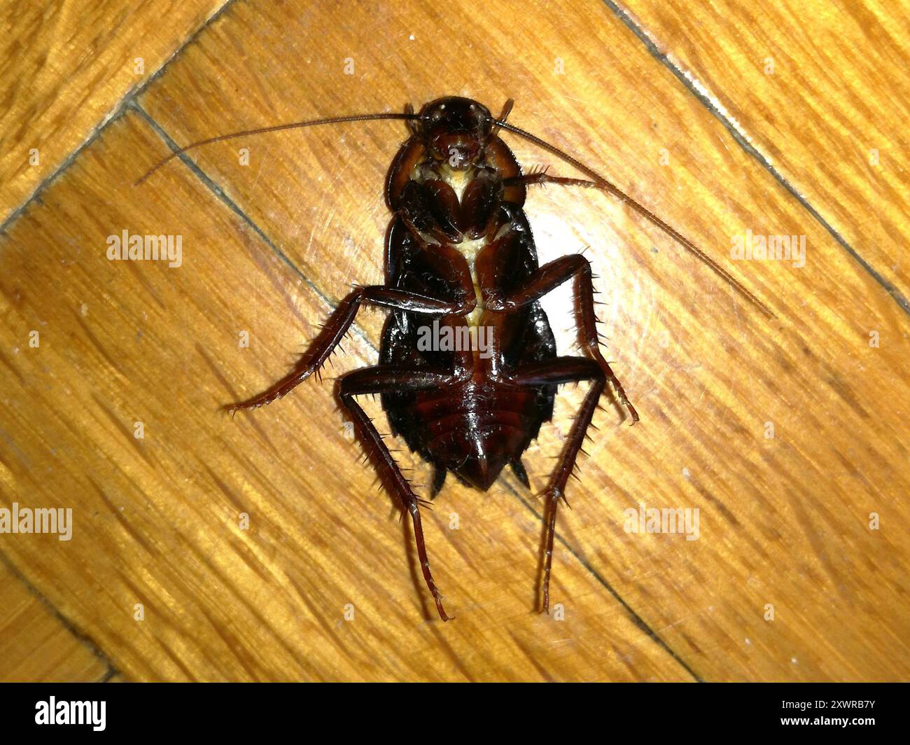 Oriental Cockroach (Blatta orientalis) Insecta Stock Photo - Alamy