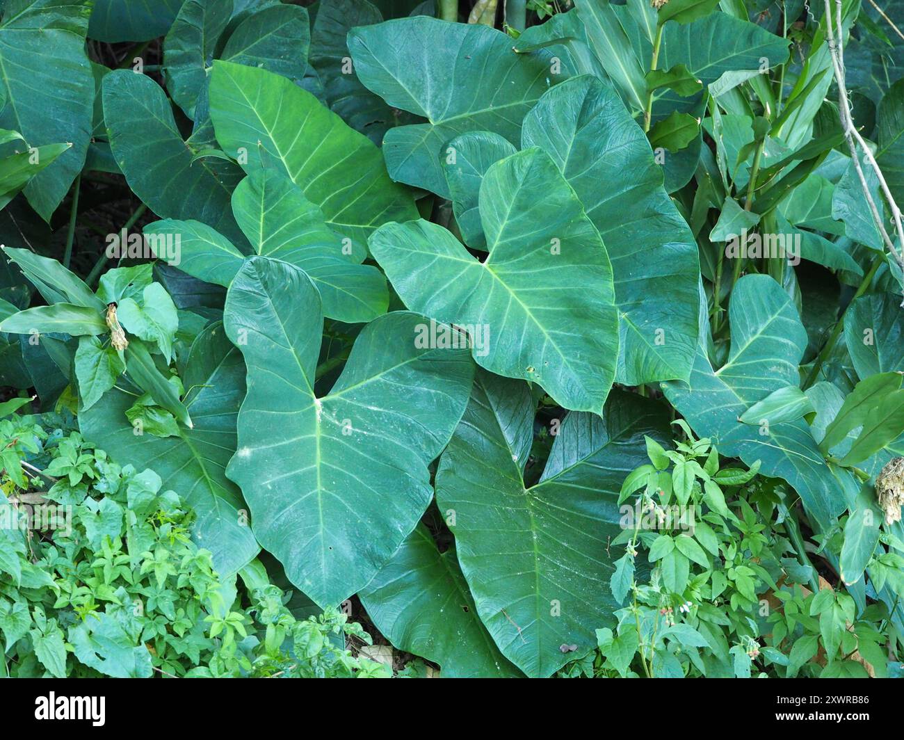 Arrowleaf Elephant's Ear (Xanthosoma sagittifolium) Plantae Stock Photo ...