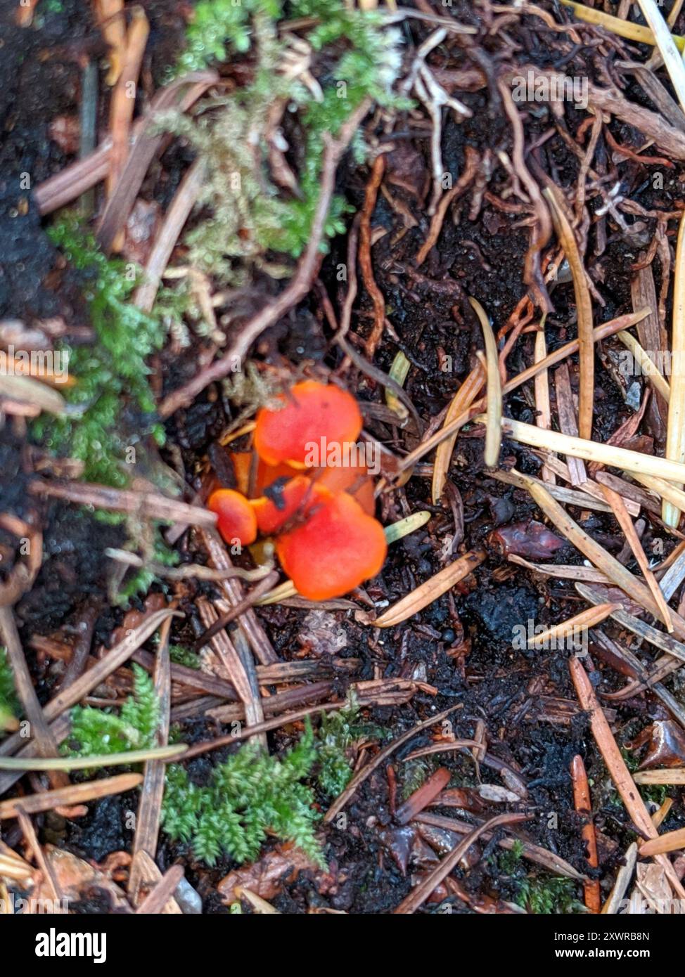 Scarlet Waxy Cap (Hygrocybe coccinea) Fungi Stock Photo - Alamy