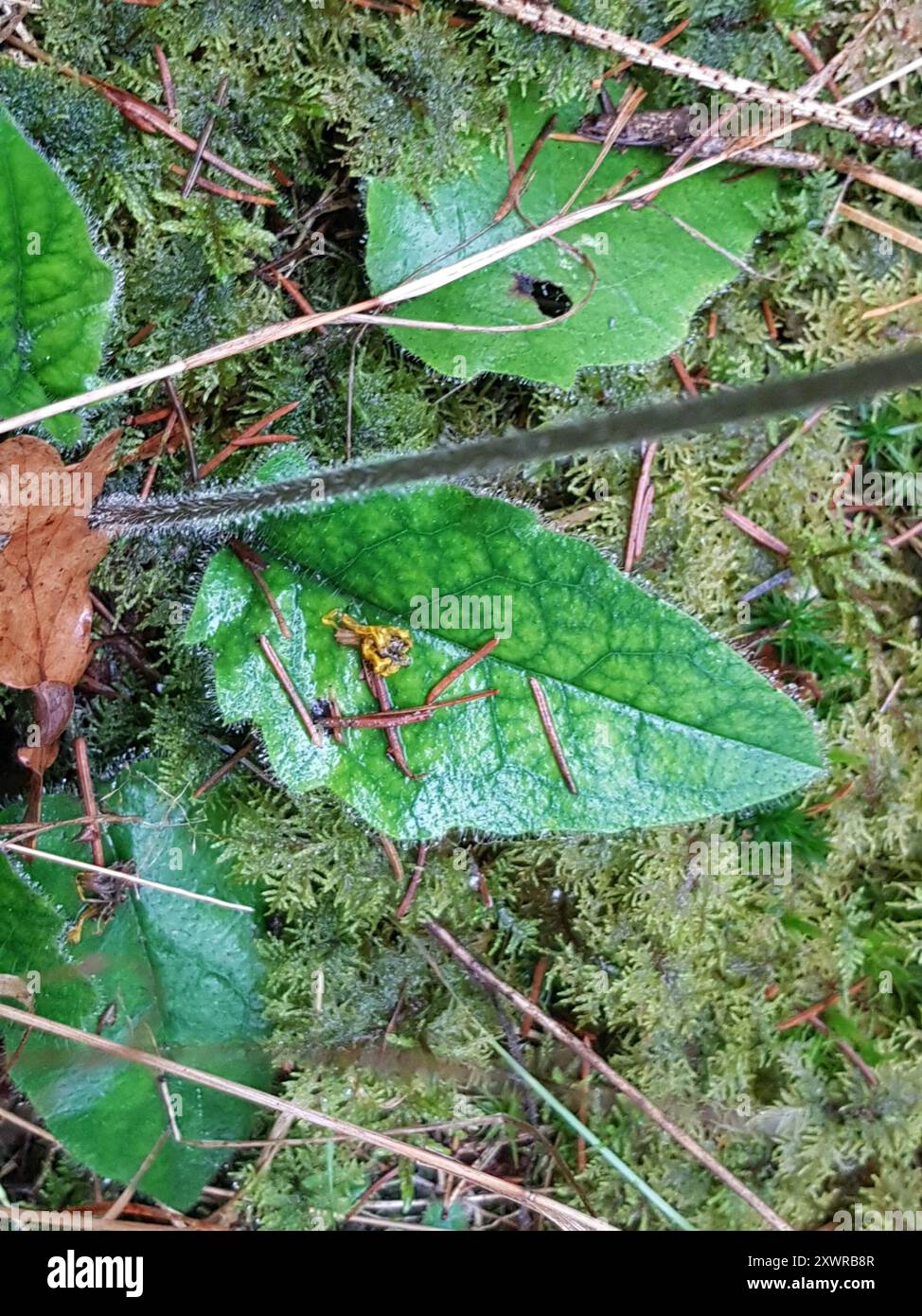Wall hawkweed (Hieracium murorum) Plantae Stock Photo - Alamy