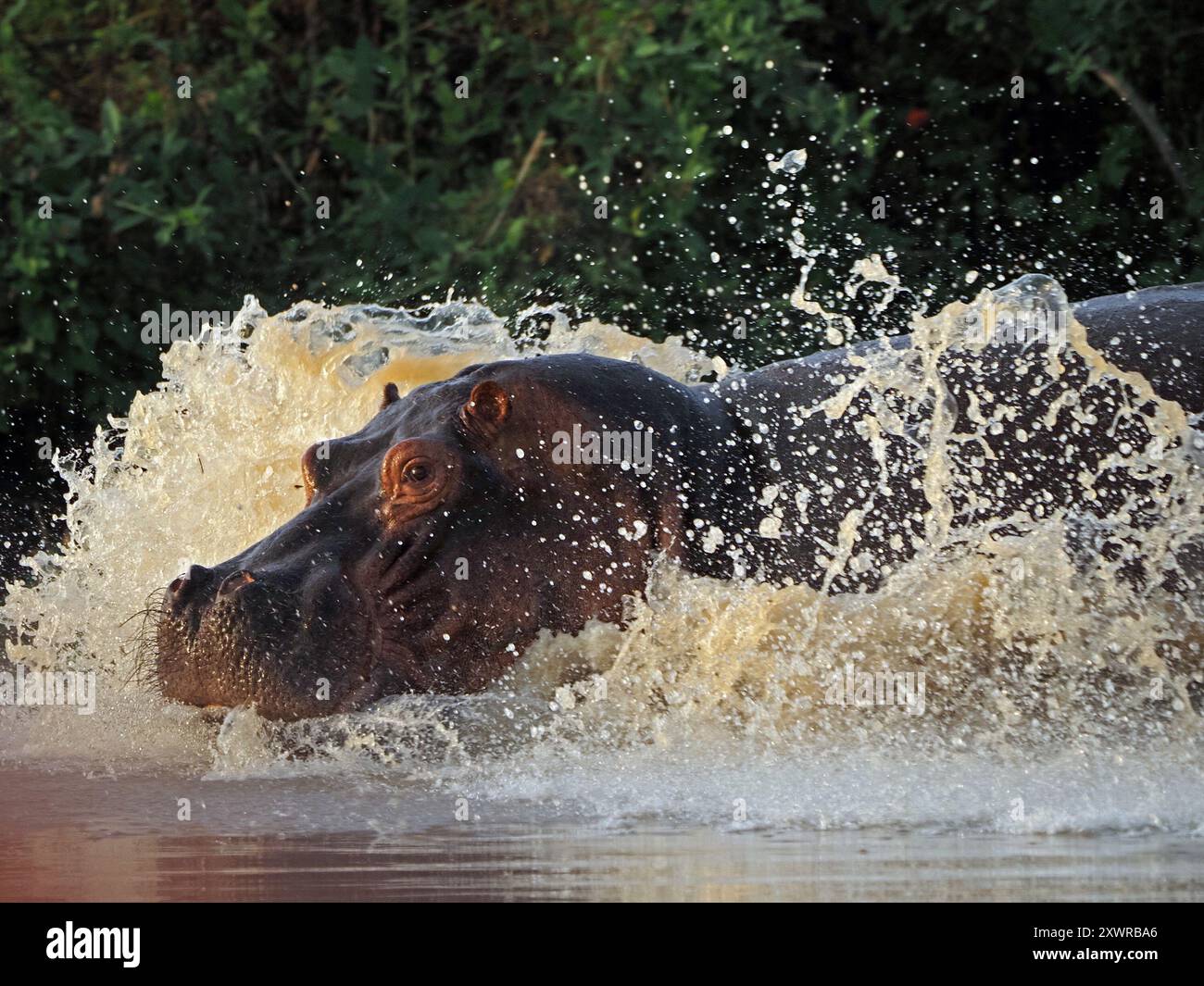 huge Hippo (Hippopotamus amphibius) hitting the water with a ...