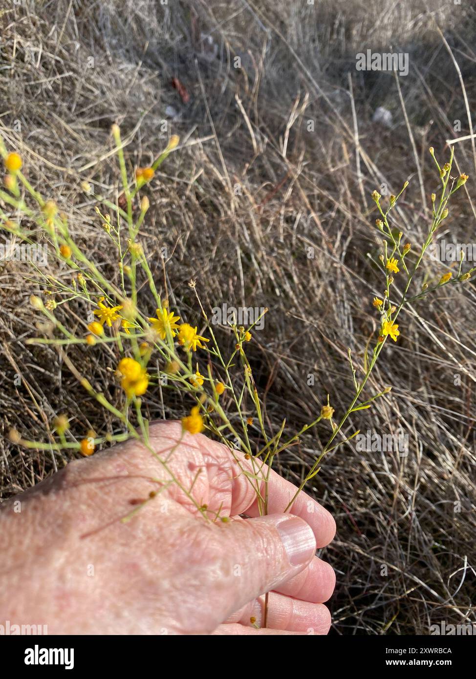 prairie broomweed (Amphiachyris dracunculoides) Plantae Stock Photo - Alamy