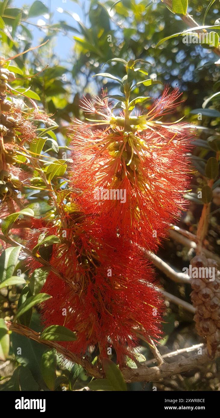 Hillock bush (Melaleuca hypericifolia) Plantae Stock Photo - Alamy