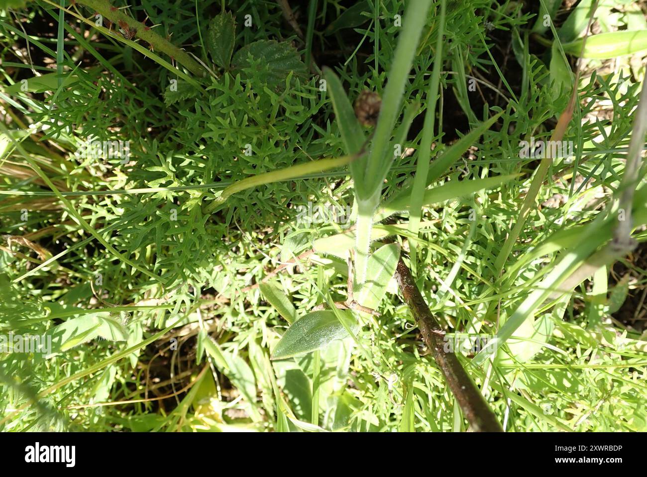 African dream root (Silene undulata) Plantae Stock Photo - Alamy