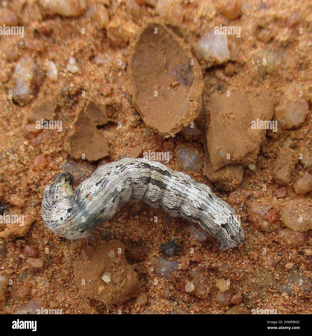 Underwing, Tiger, Tussock, and Allied Moths (Erebidae) Insecta Stock ...