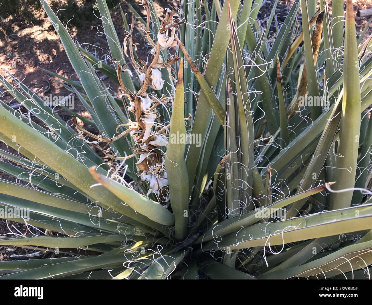 Banana Yucca (Yucca baccata) Plantae Stock Photo - Alamy