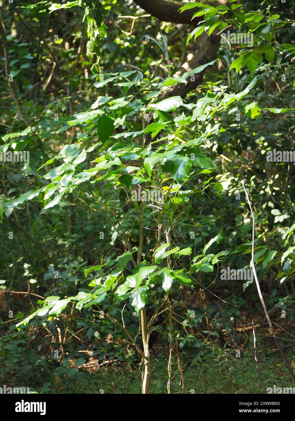 Indian beech tree (Millettia pinnata) Plantae Stock Photo - Alamy