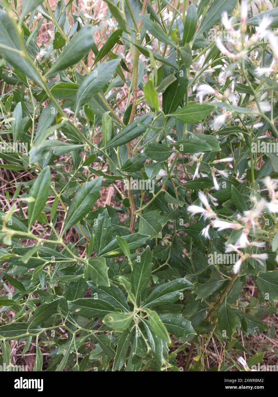 groundsel tree (Baccharis halimifolia) Plantae Stock Photo - Alamy