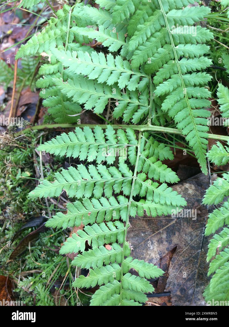 broad buckler-fern (Dryopteris dilatata) Plantae Stock Photo - Alamy