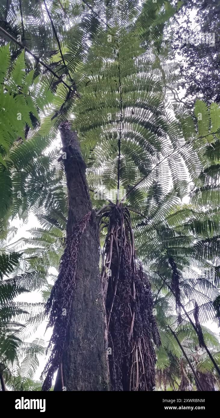 Tree Ferns and Allies (Cyatheales) Plantae Stock Photo - Alamy