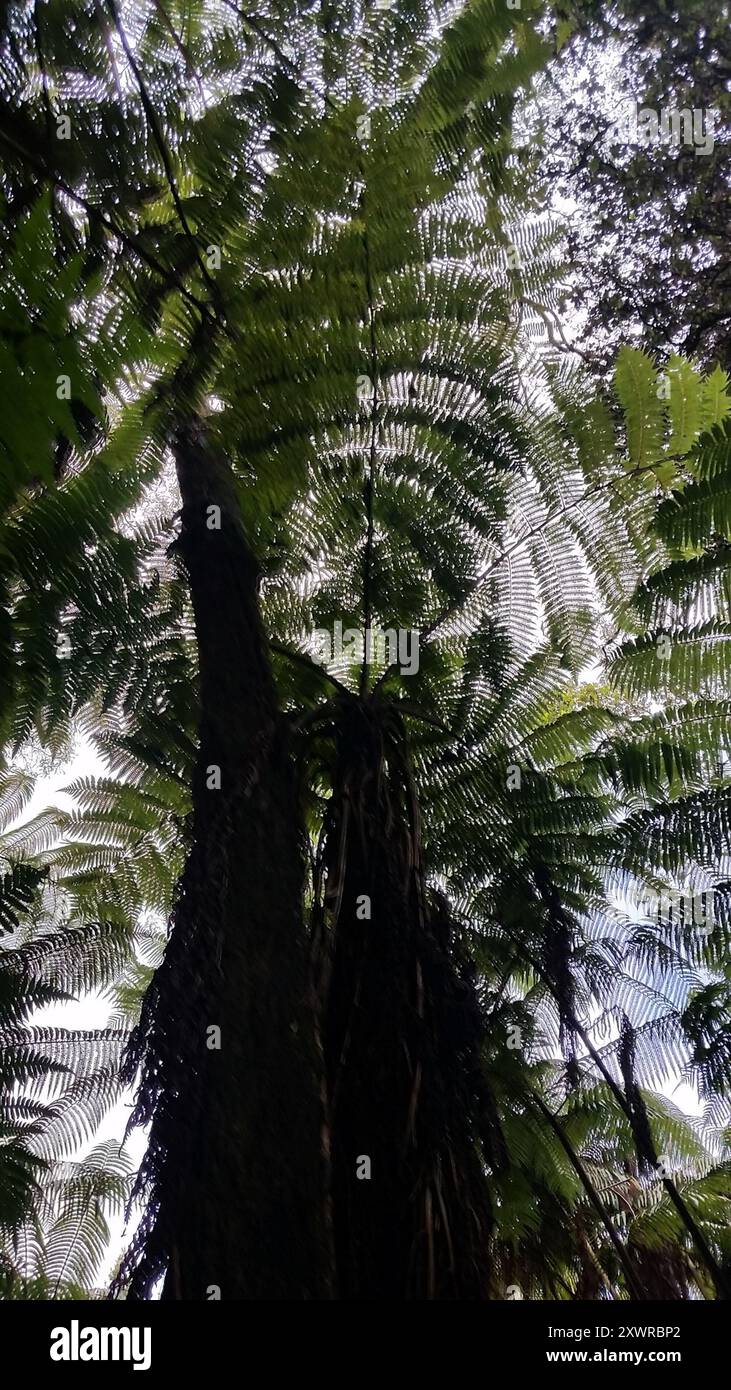 Tree Ferns and Allies (Cyatheales) Plantae Stock Photo - Alamy