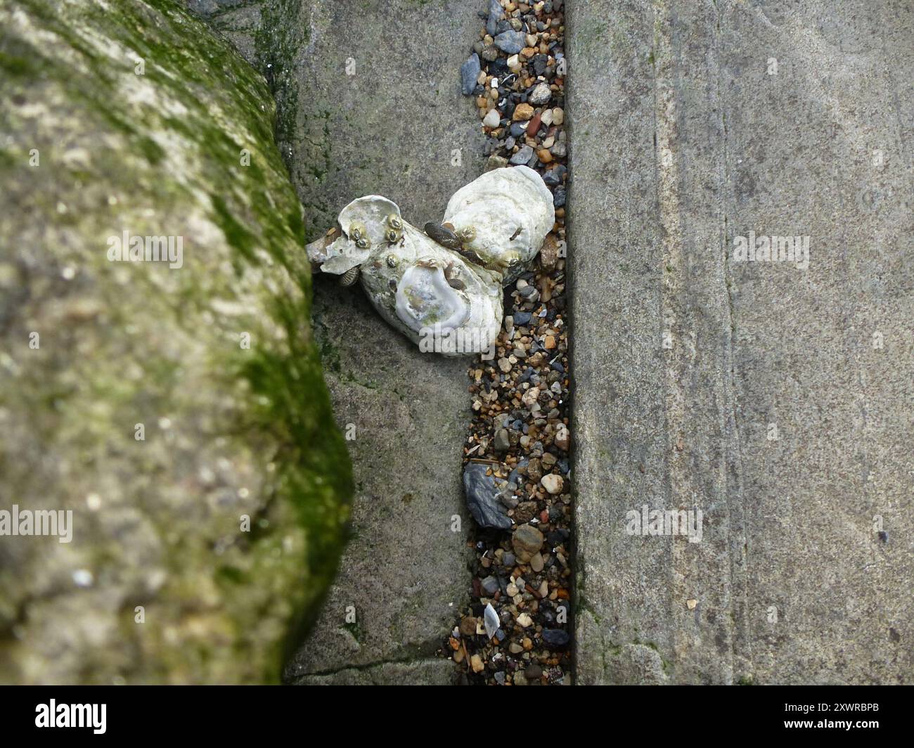 Eastern Oyster (Crassostrea virginica) Mollusca Stock Photo - Alamy