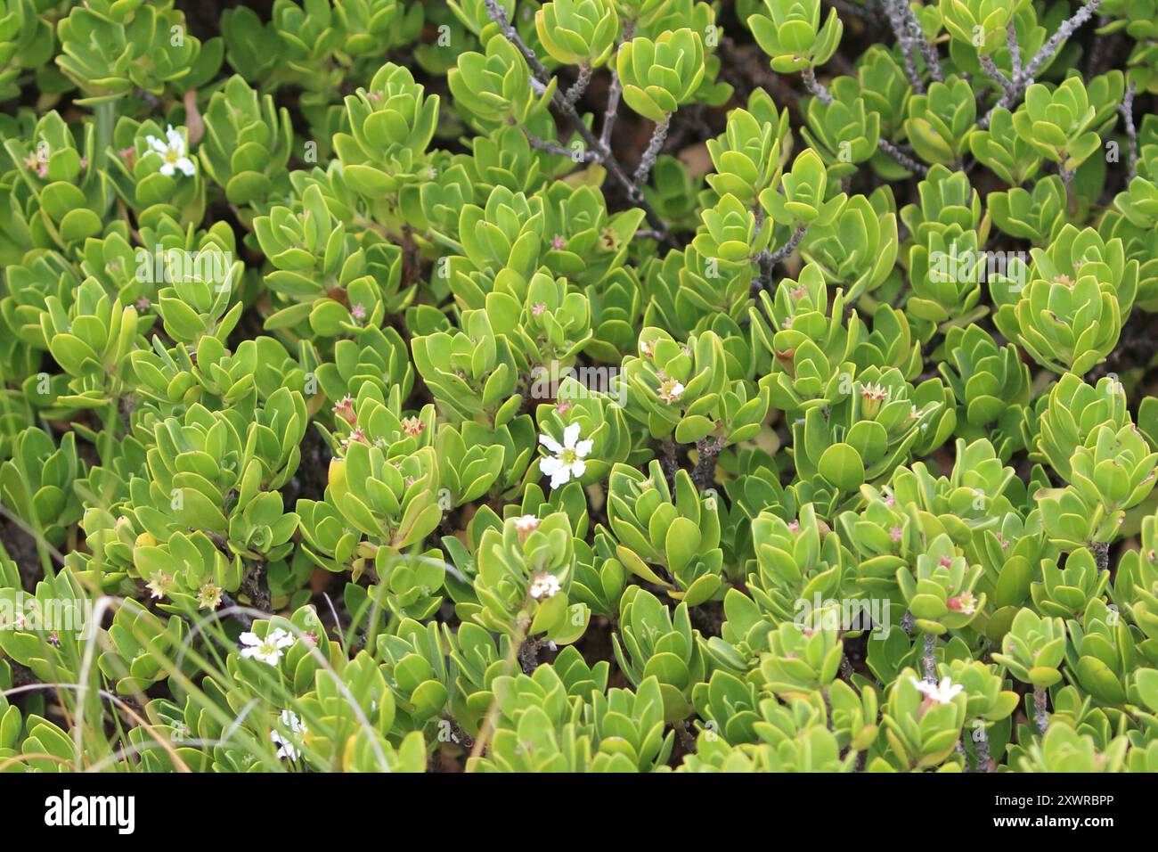 Pemphis acidula hi-res stock photography and images - Alamy