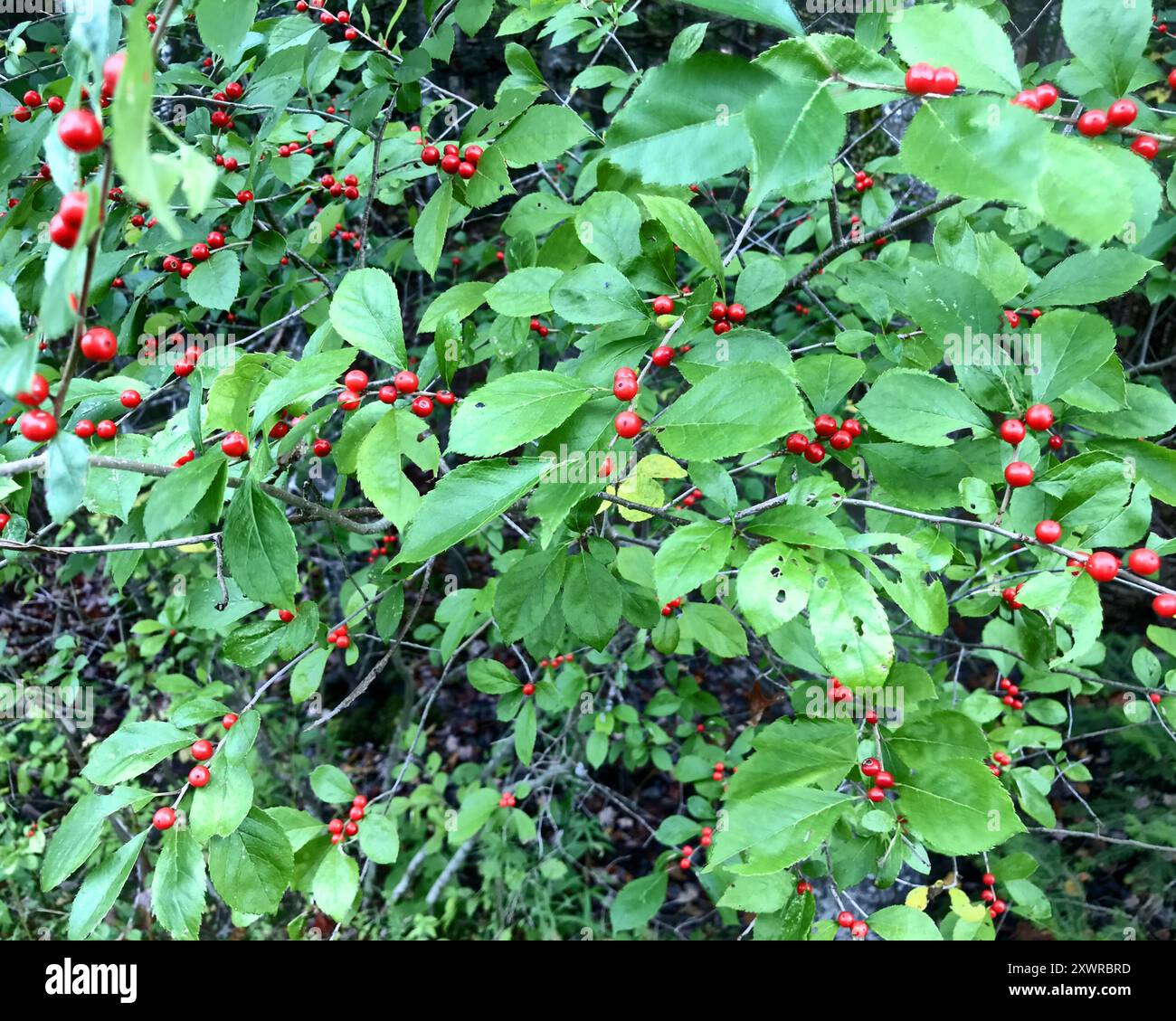 winterberry holly (Ilex verticillata) Plantae Stock Photo - Alamy