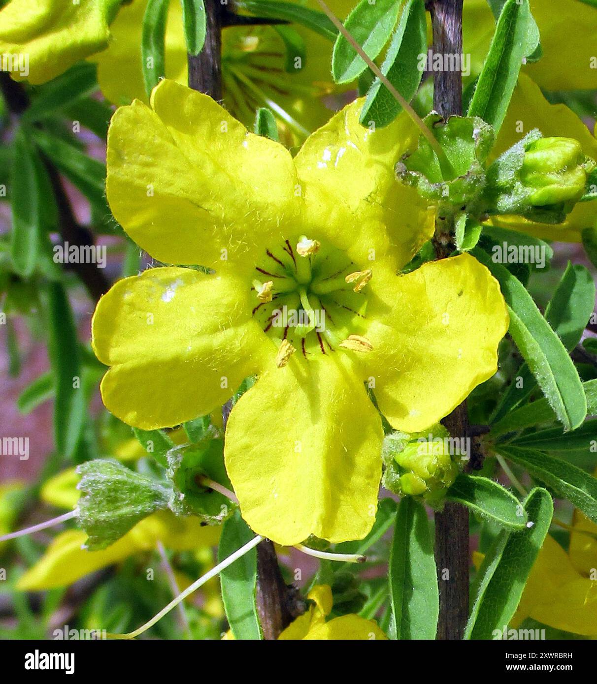 Kalahari Gold (Rhigozum brevispinosum) Plantae Stock Photo - Alamy