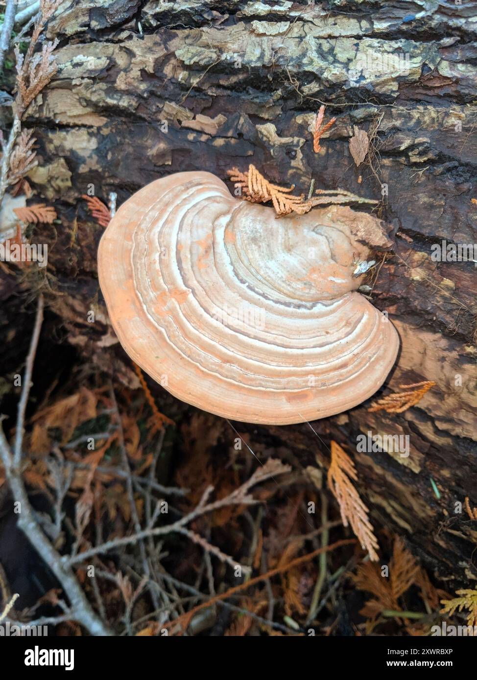 artist's bracket (Ganoderma applanatum) Fungi Stock Photo - Alamy
