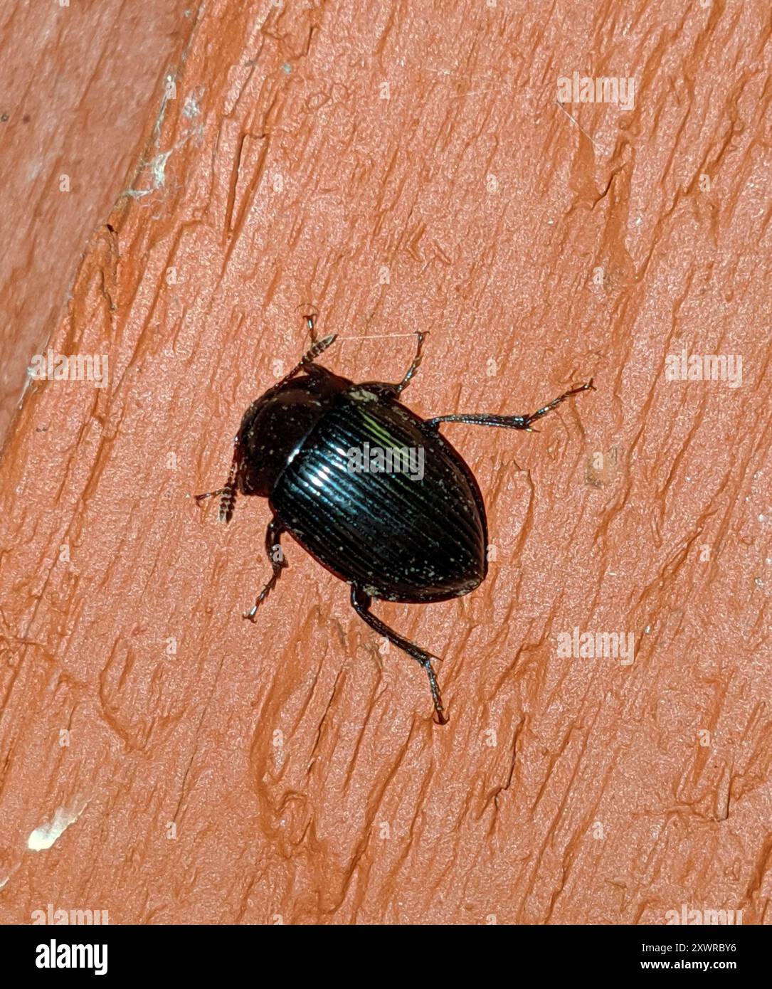 (Necrophilus hydrophiloides) Insecta Stock Photo - Alamy