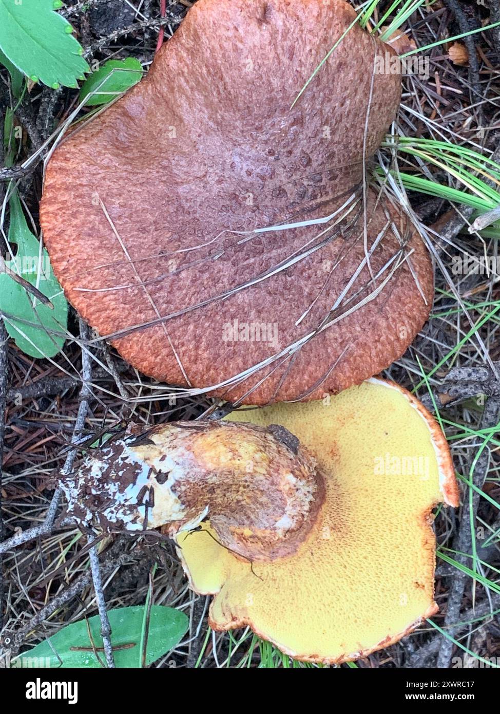 Western Painted Suillus (Suillus lakei) Fungi Stock Photo - Alamy