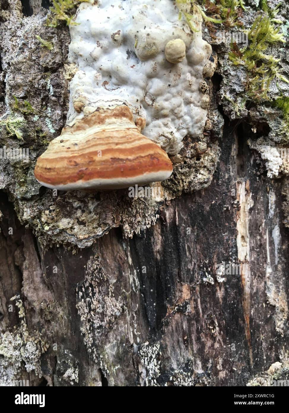 Hoof Fungus (Fomes fomentarius) Fungi Stock Photo - Alamy